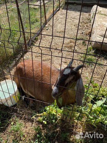 Коза нубийская на мясо