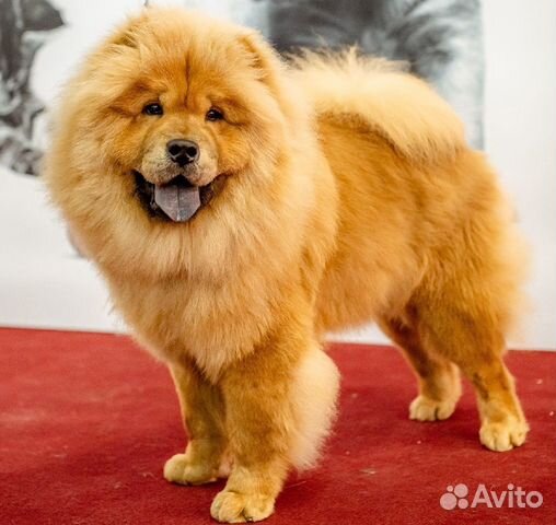 Кобель вязка чау-чау