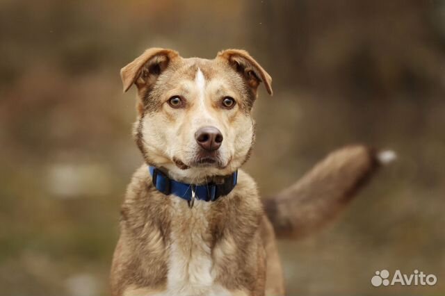 Ред рыжий, небольшой, красавец ищет дом