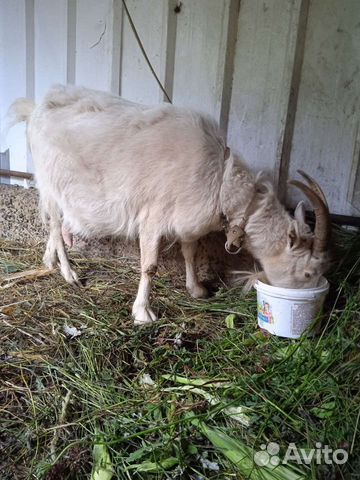 Зааненская коза, котная