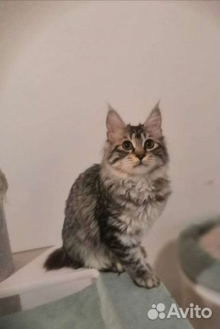 Котёнок Курильского бобтейла