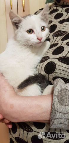 Котенок(мальчик) в добрые руки
