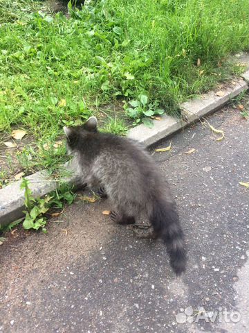Енот полоскун
