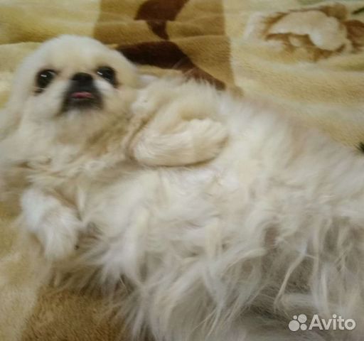 Шпиц в самые добрые ручки