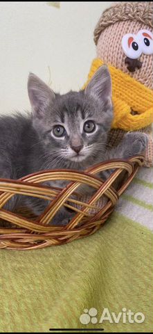 Котятки серые