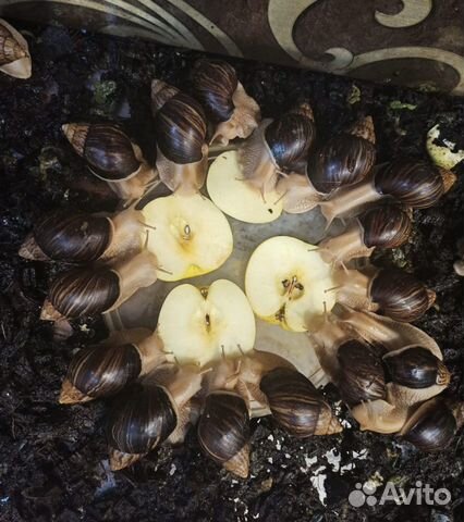 Улитки ахатины