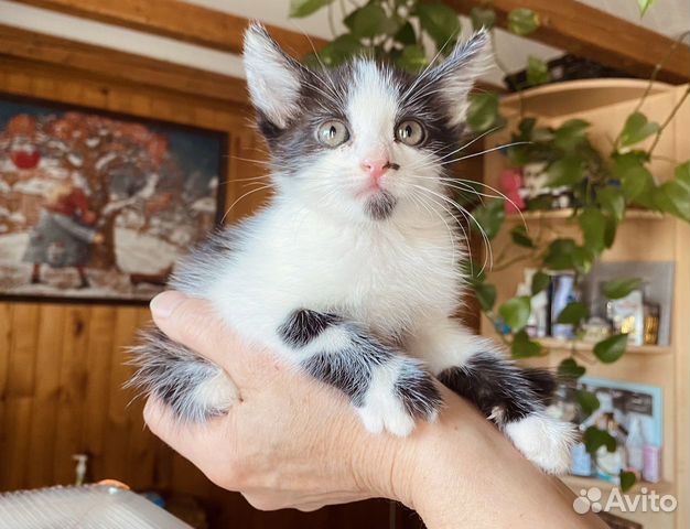 Котёнок черно-белый мальчик 1,5 мес