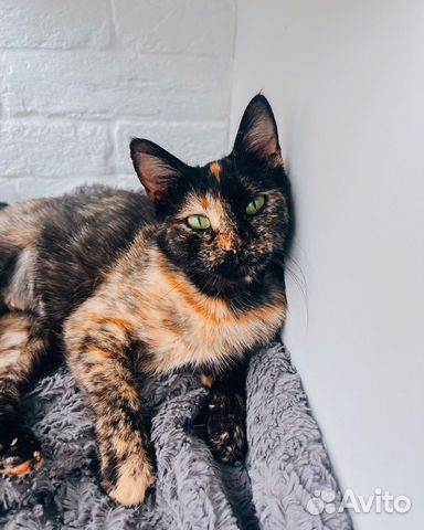 Кошка в самые добрые руки