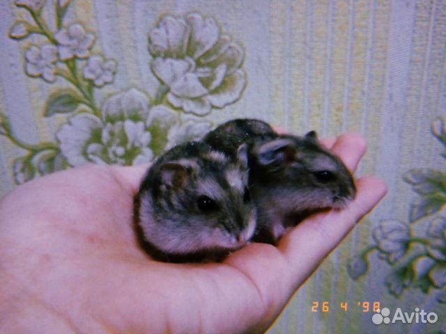 Джунгарский хомяк