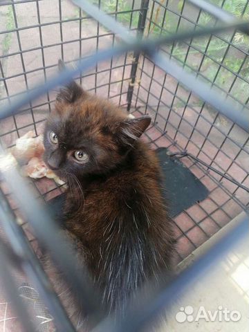 Чёрно-шоколадный котенок в добрые руки