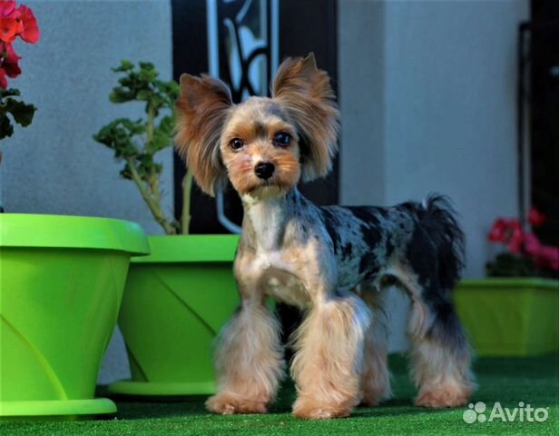 Девочка Блюмерле