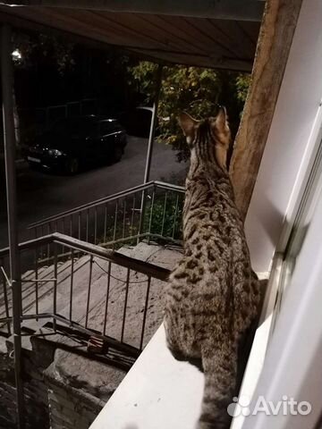 Бенгальские котята