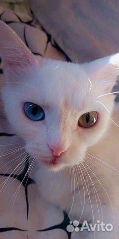 Кошка в дар