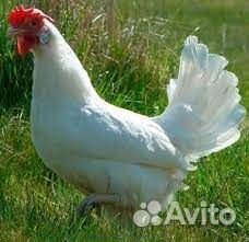 Продам кур