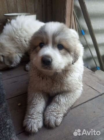 Собаки Горная Пиренейская