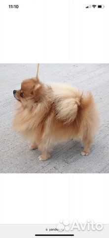 Шпиц,той терьер