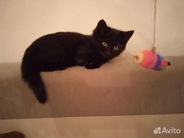Котенок кошка 2,5 месяца
