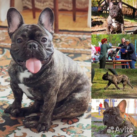 Подрощенный кобель РКФ