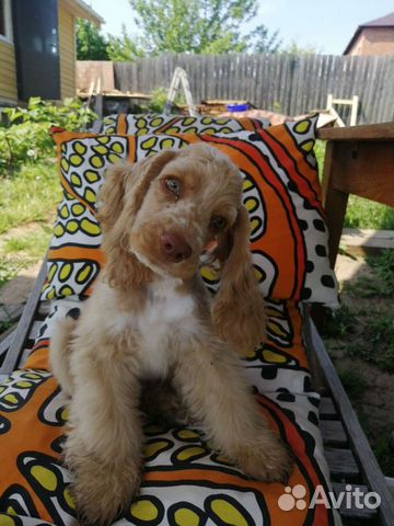 Кокер спаниель