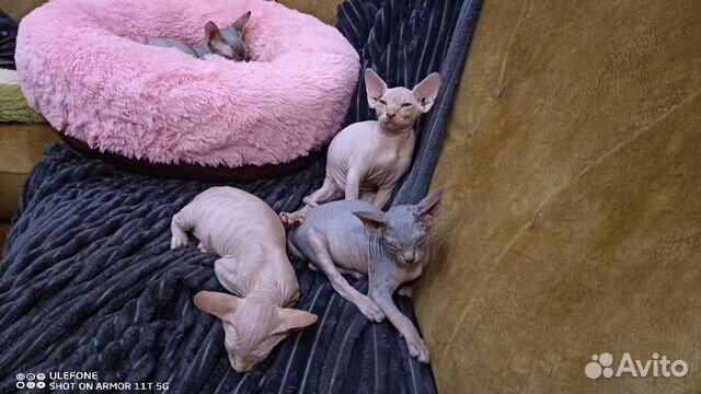 Канадский сфинкс котенок