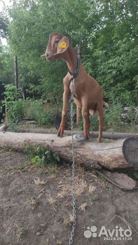 Нубийский козлик