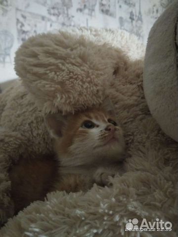 Рыжий котенок в добрые руки