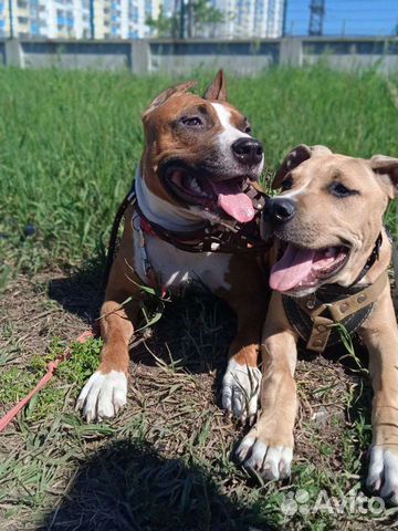 Стаффордширский терьер щенок