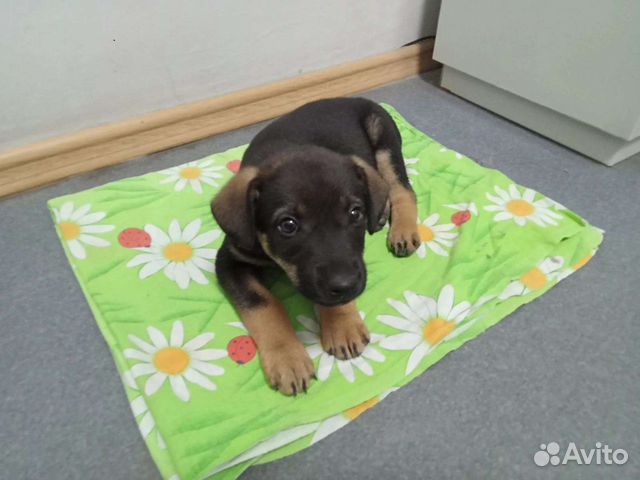 Тоша. Пости такса в добрые руки