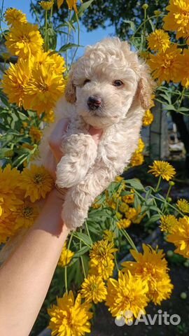 Мальтипу ф1 мальчик