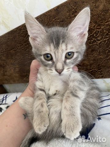Серый котенок девочка