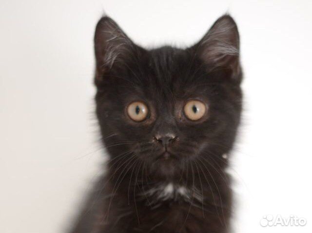 Котенок девочка 2,5 мес