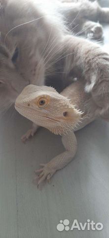 Самец бородатой Агаммы