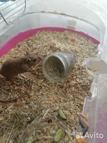 Мышь песчанка