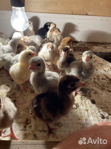 Индюшата, цыплята