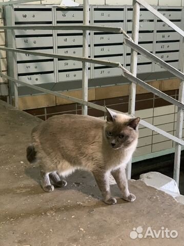 Кошка нашлась потеряшка в подъезде