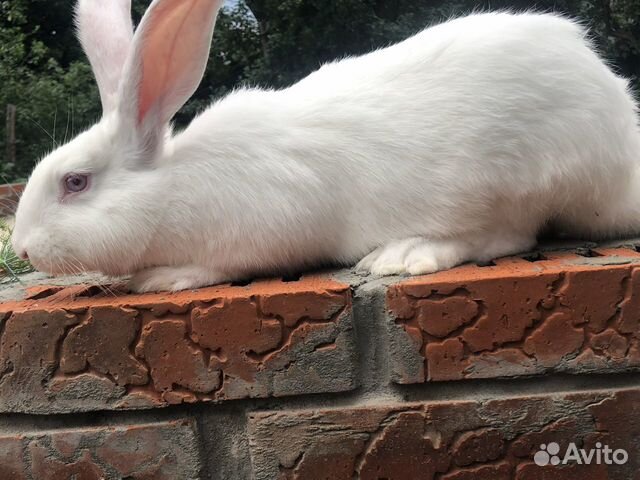 Кролики паноны