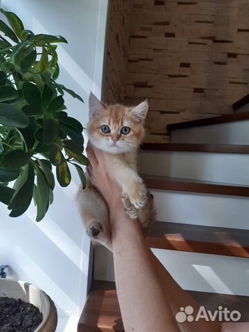 Золотая британская шиншилла Котик