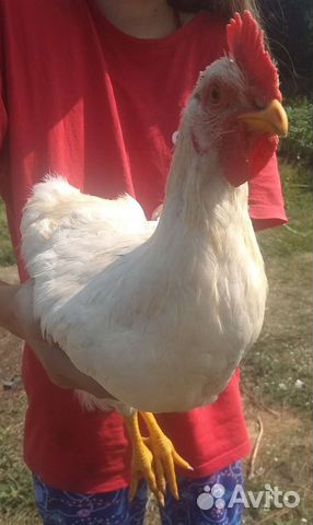 Петушки Ломан Браун и бройлеры