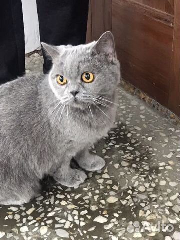 Британская кошка