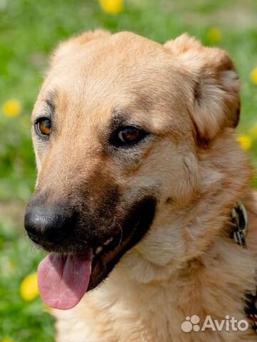 Она рада всем приходящим в приют. Собака Панда