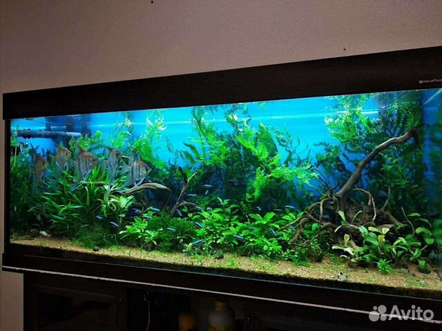 Мальки скалярии манакапуру