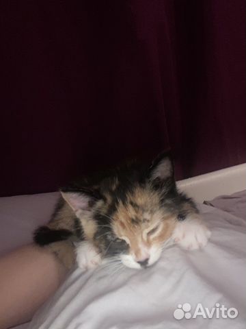 Котёнок