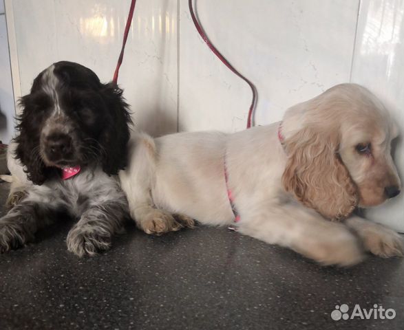 Английский кокер спаниель редких окрасов.РКФ