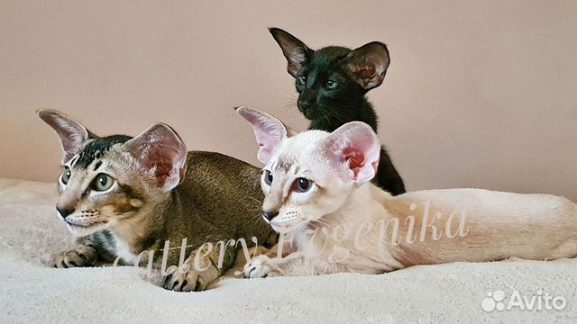 Ориентальные котята