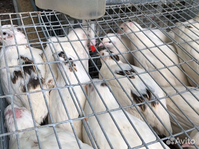 Перепела самцы