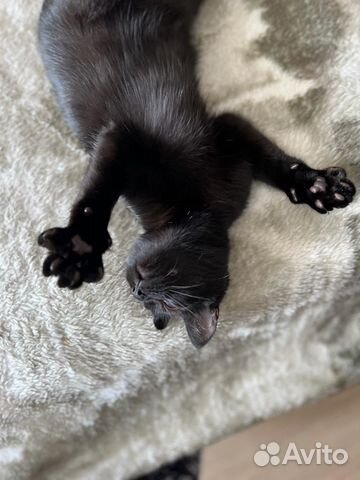 Ласкуша котенок мальчик