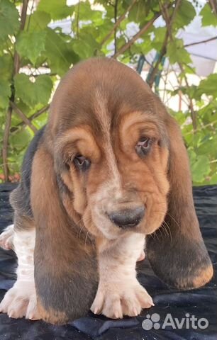 Кобели бассет-хаунд