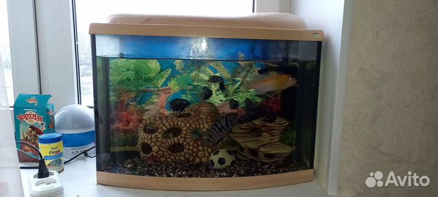 Аквариум с рыбками