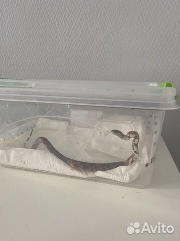 Моисовый полоз