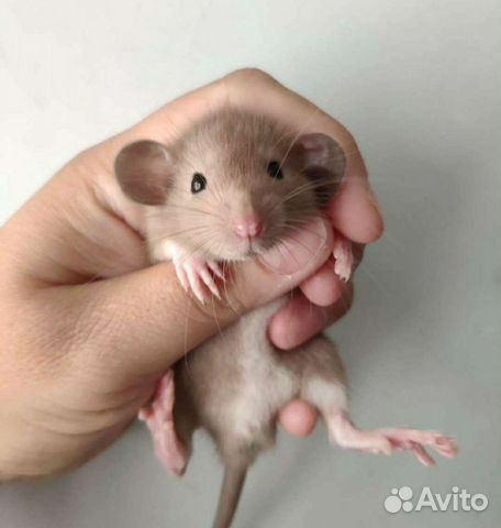 Крыса, крысята-дамбо